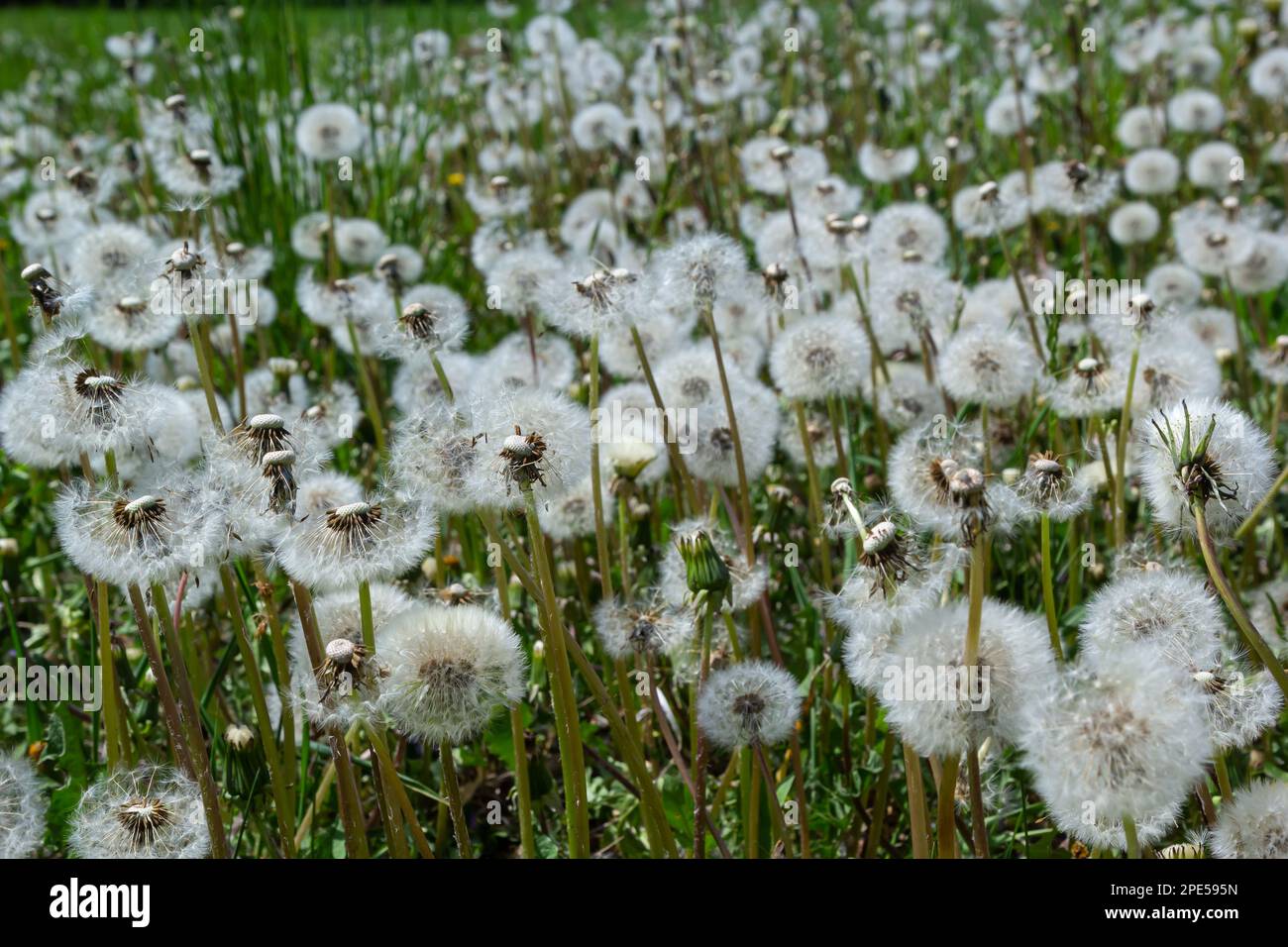 Common dandelion Taraxacum officinale faded flowers looks like snow ...