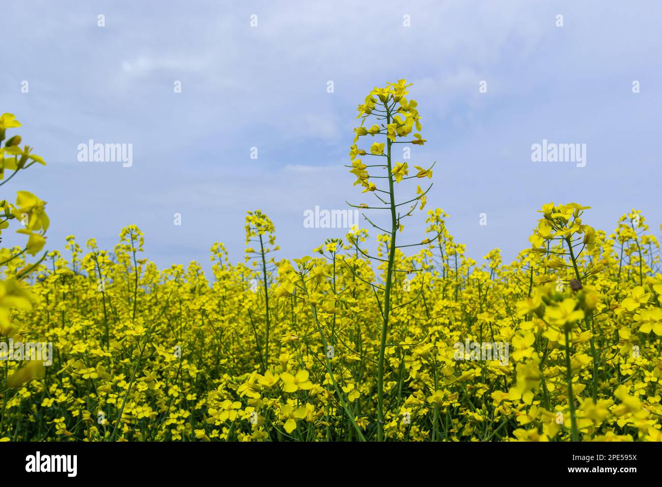 Landscape of a field of yellow rape or canola flowers, grown for the ...