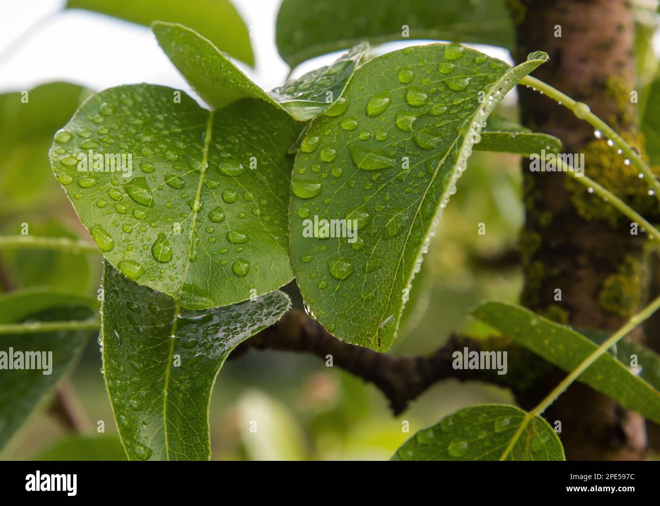 Pear fruit leaf leaves red hi-res stock photography and images - Alamy