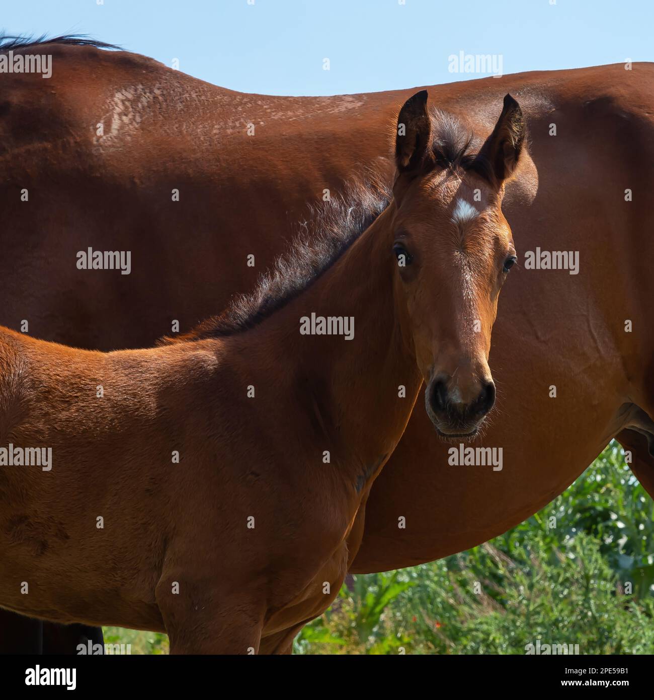 stallion with a mare grazing in a meadow. countryside. summer Stock ...