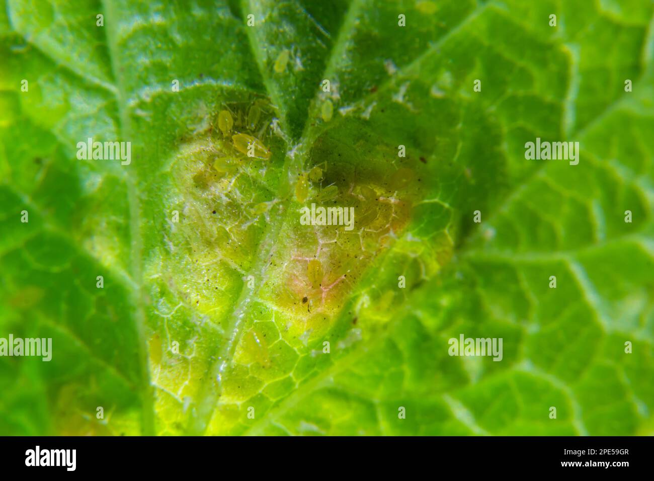 Branch of fruit tree with wrinkled leaves affected by black aphid ...