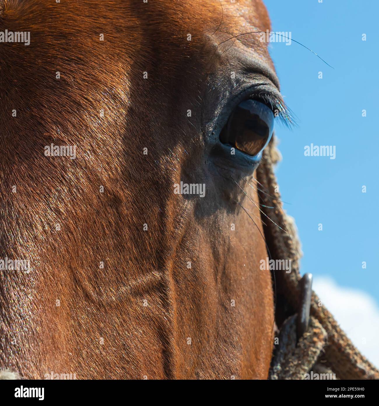 Skinny head hi-res stock photography and images - Alamy