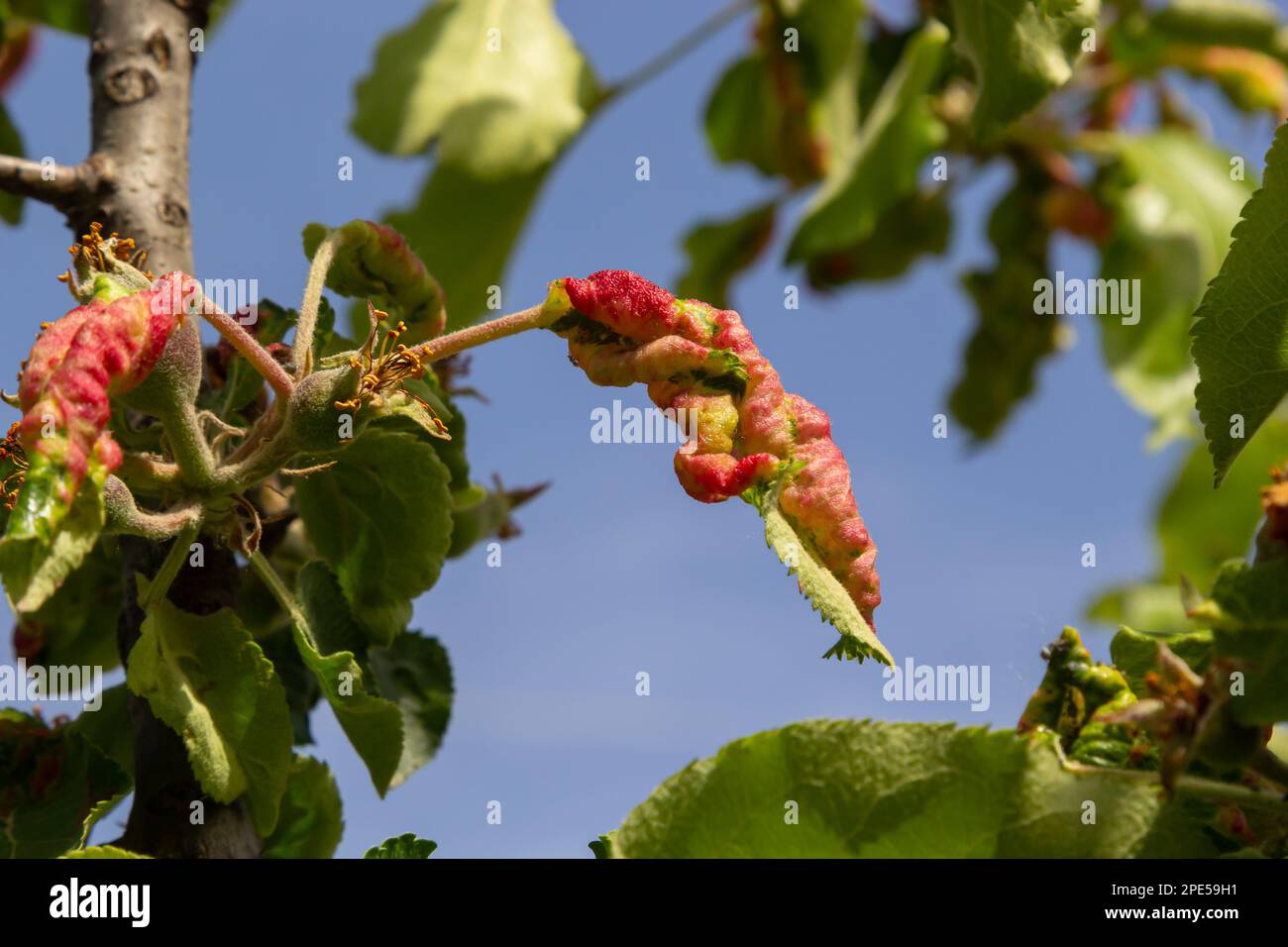 Branch of fruit tree with wrinkled leaves affected by black aphid ...
