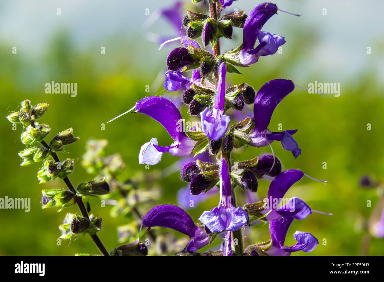 Salvia pratensis, the meadow clary or meadow sage, is a species of ...