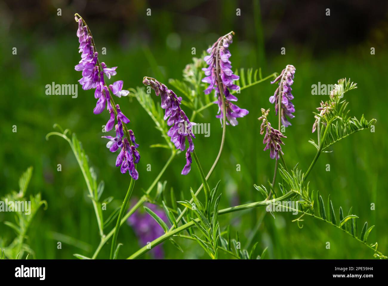 Fragile purple flowers background. Woolly or Fodder Vetch, Vicia villos ...