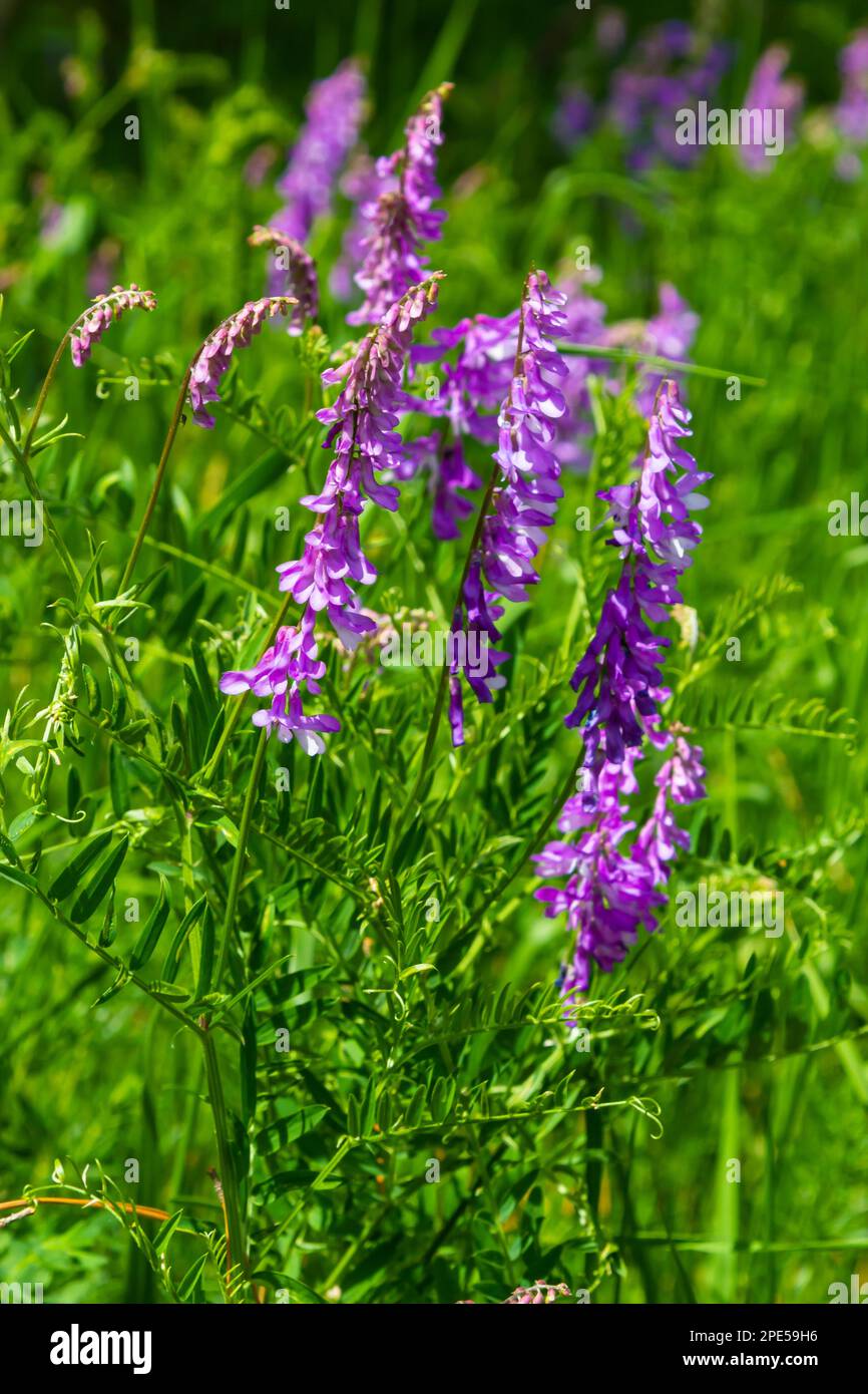 Fragile purple flowers background. Woolly or Fodder Vetch, Vicia villos ...
