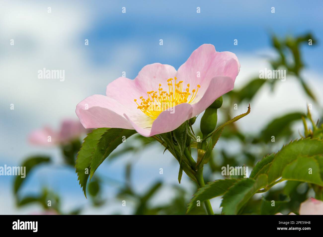 Dog rose, Rosa canina, climbing wild rose blooming in a park, close up ...