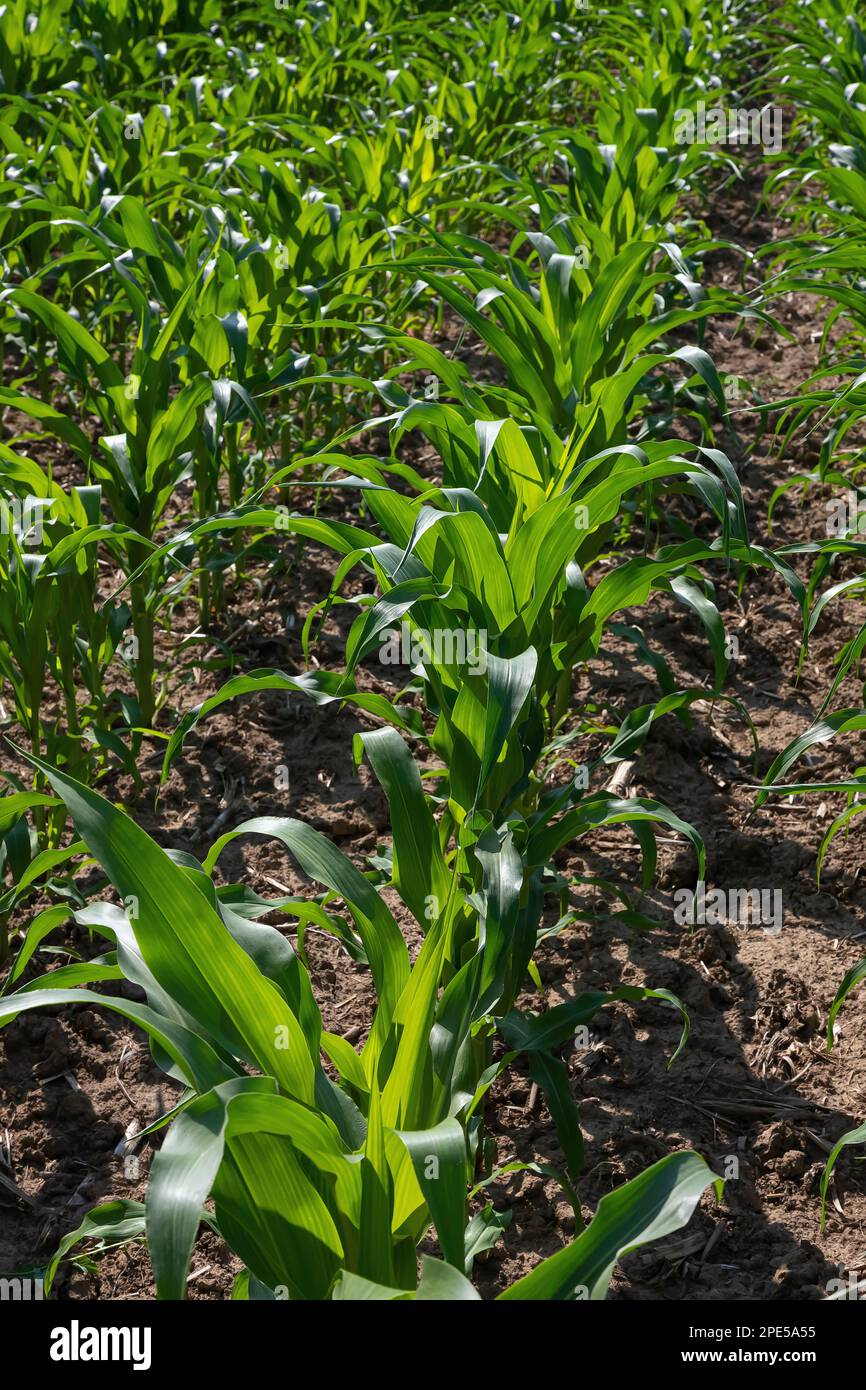 Corn field. Sprouts grow in rows, the future harvest on the farm ...