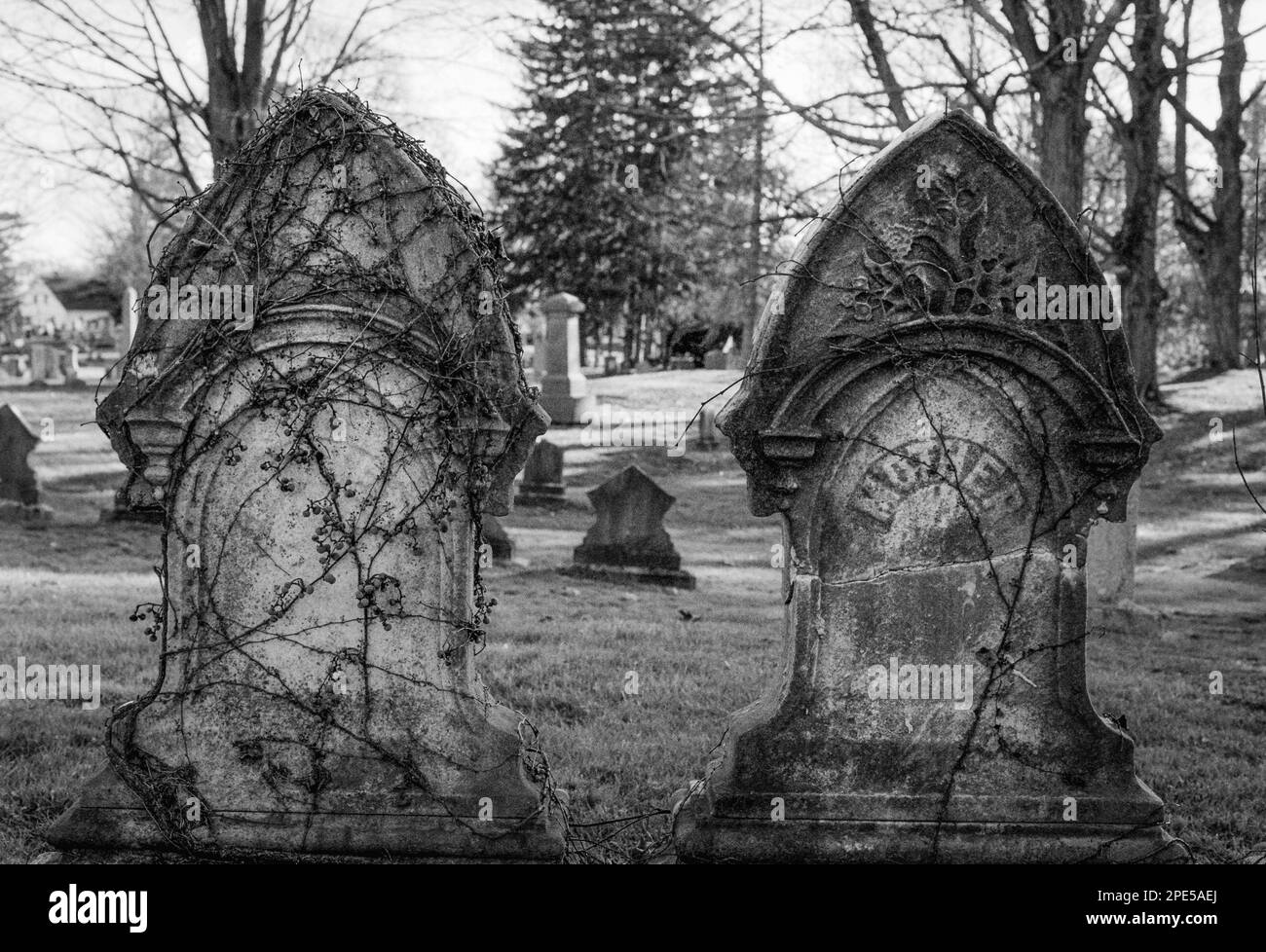 Two gravestones covered in dried vines in a family plot, one reading Mother at Woodbrook ...