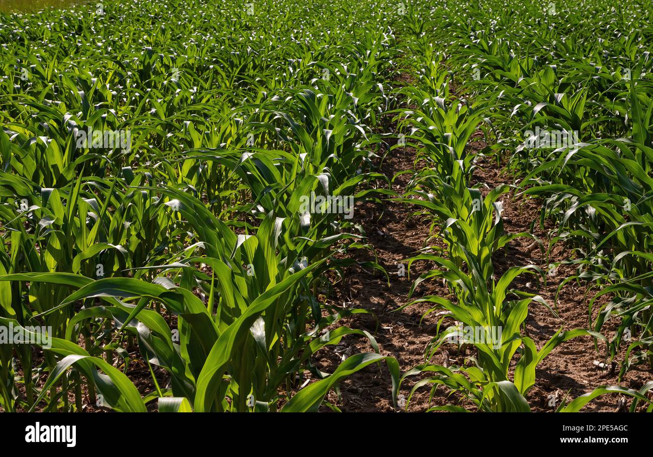 Corn field. Sprouts grow in rows, the future harvest on the farm ...