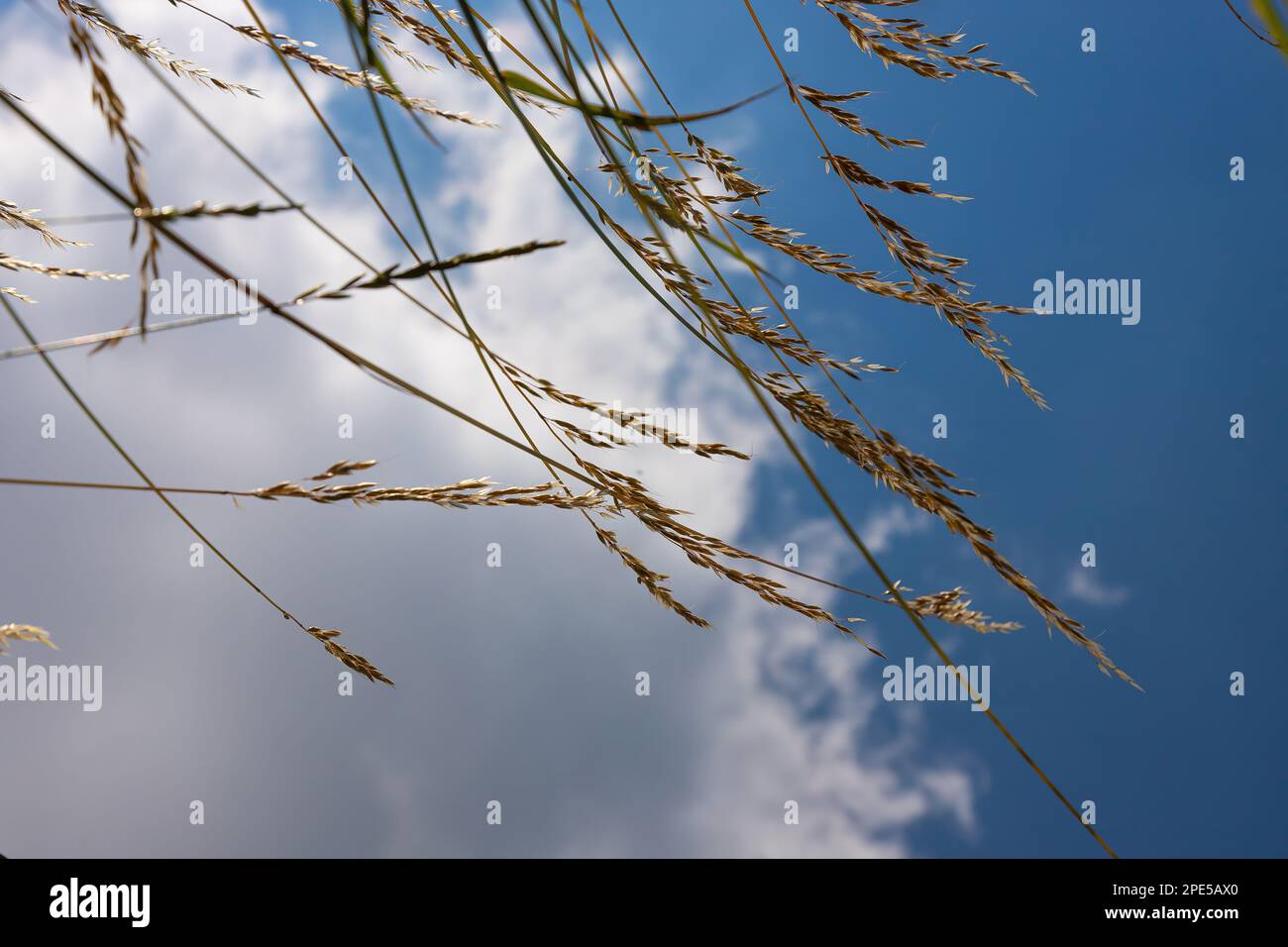 yellowed wild cereals on a background of blue sky. countryside. summer ...