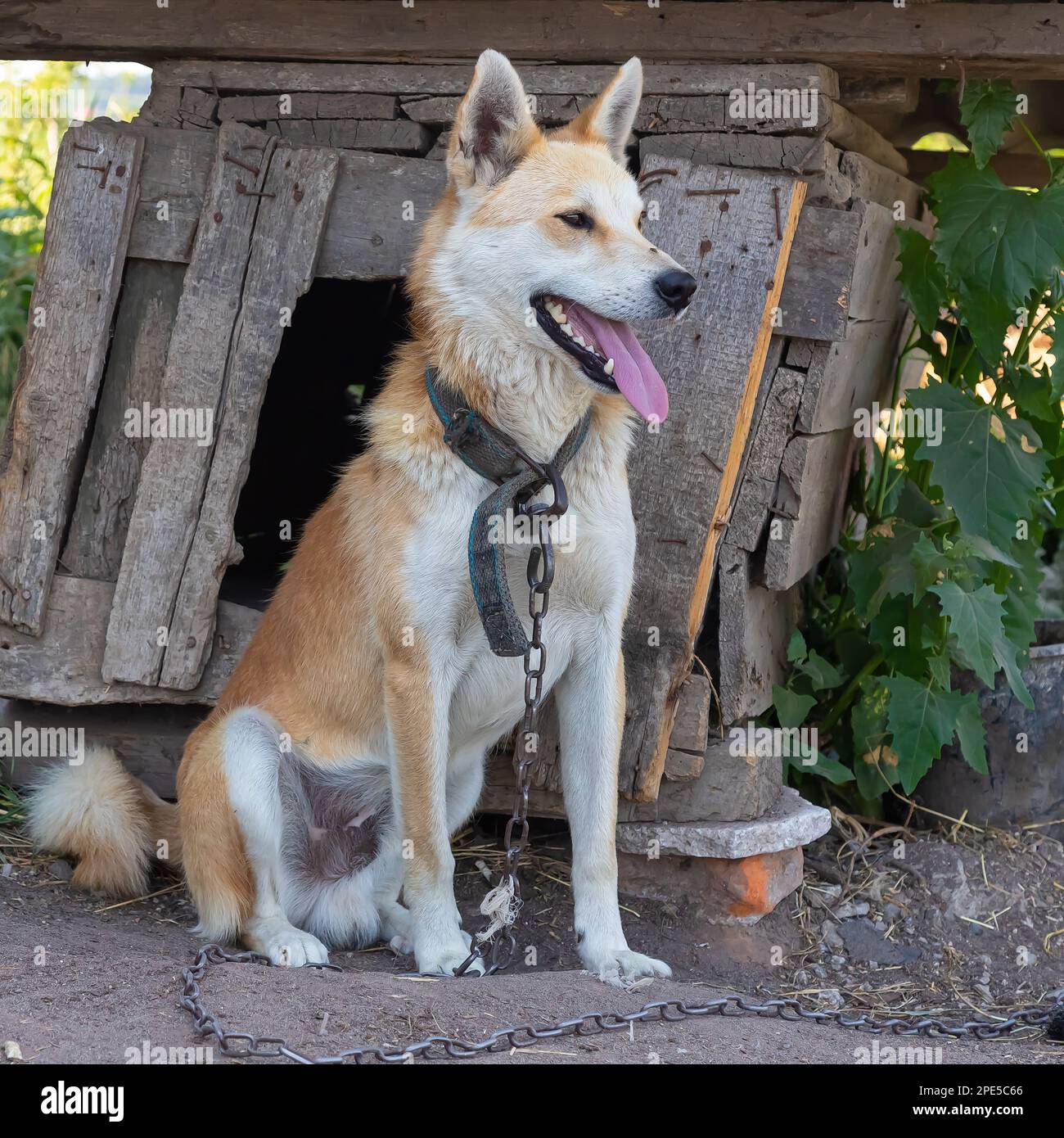 the dog is tied with a chain near the kennel. Sad rural picture Stock ...