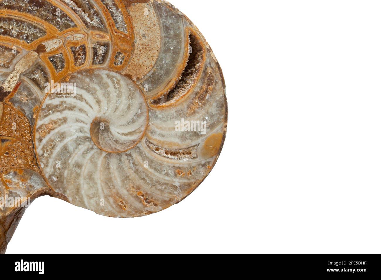 prehistoric fossil section of an ammonite Stock Photo - Alamy