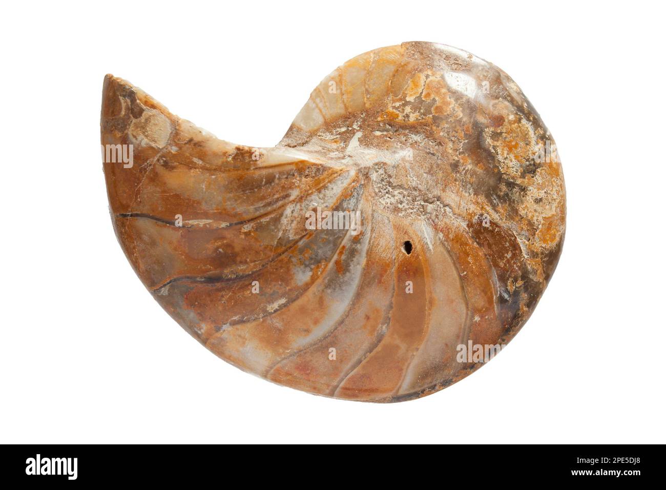 prehistoric fossil section of an ammonite Stock Photo - Alamy