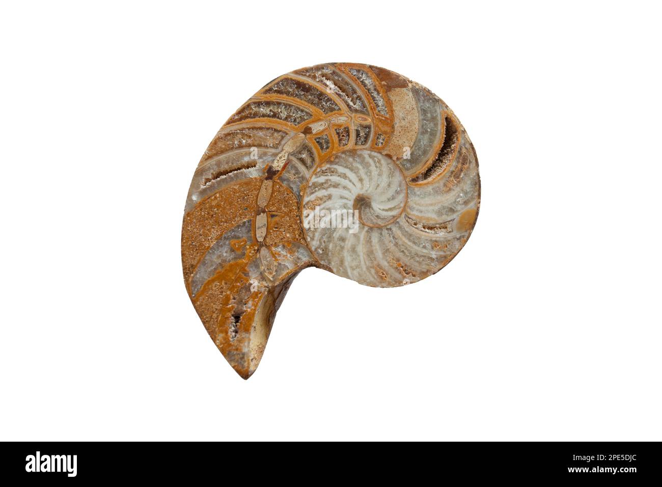 prehistoric fossil section of an ammonite Stock Photo - Alamy