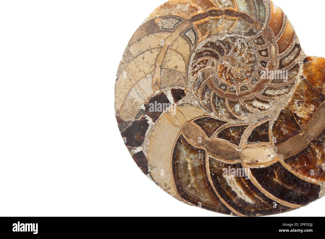 prehistoric fossil section of an ammonite Stock Photo - Alamy