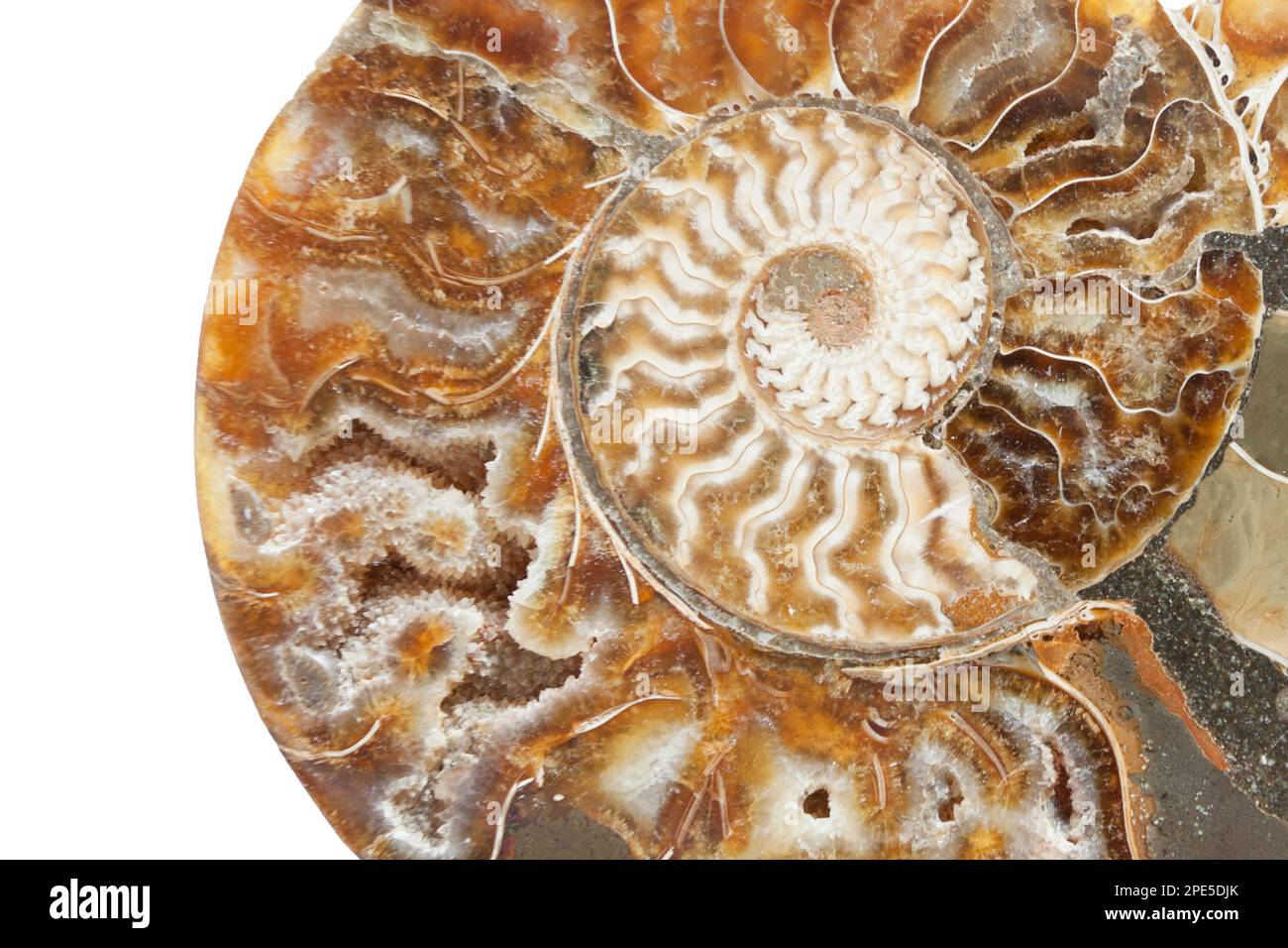 prehistoric fossil section of an ammonite Stock Photo - Alamy