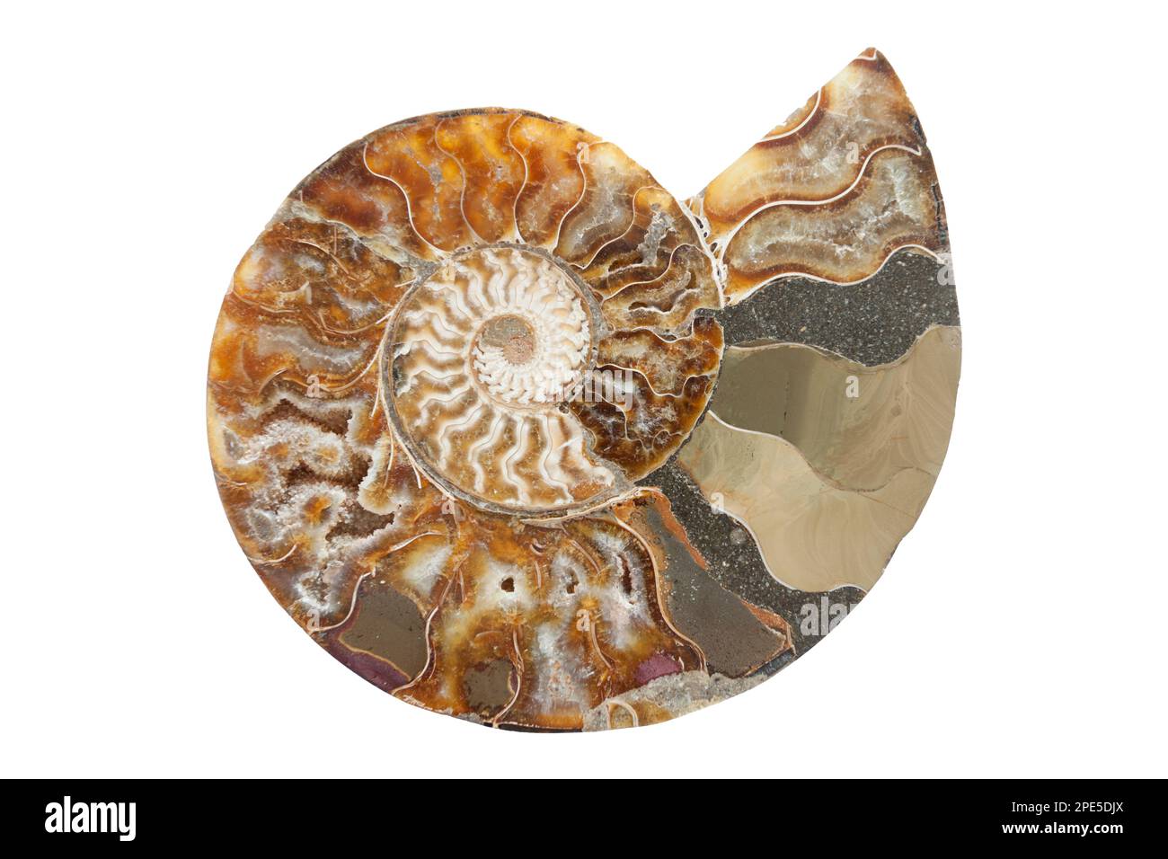 prehistoric fossil section of an ammonite Stock Photo - Alamy