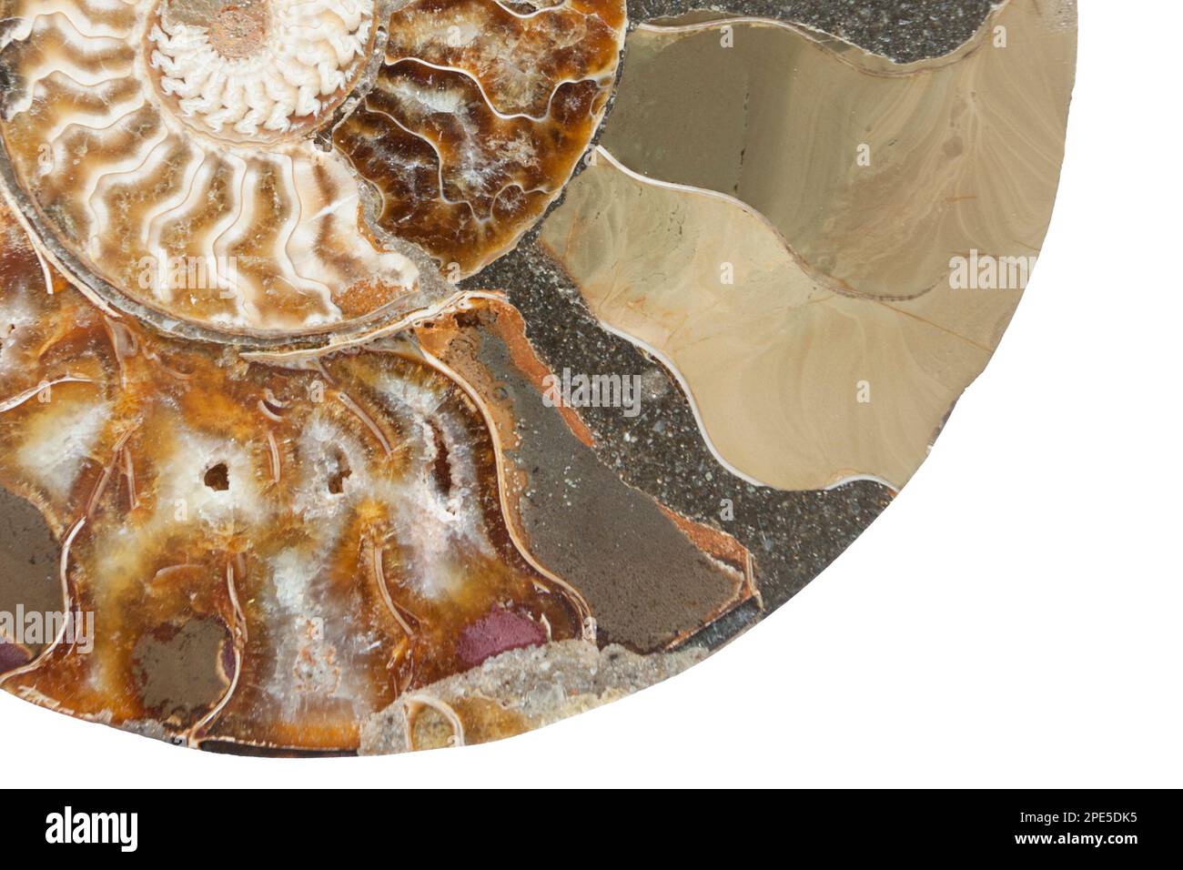 prehistoric fossil section of an ammonite Stock Photo - Alamy