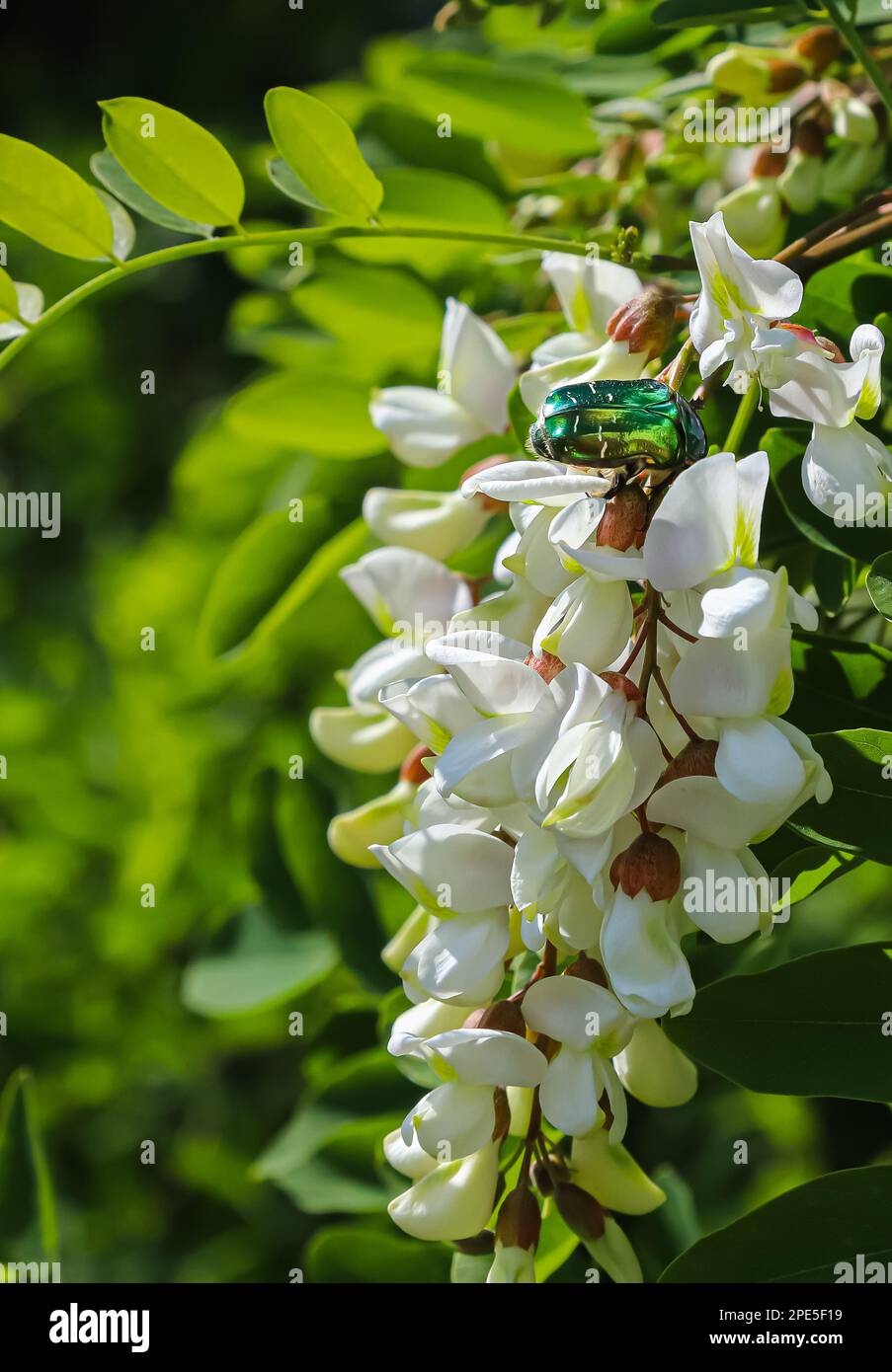 Acacia beetle hi-res stock photography and images - Alamy