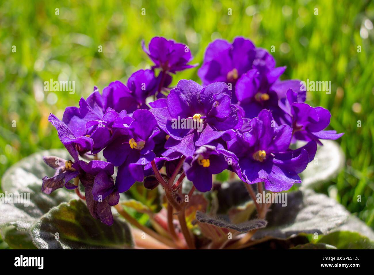 African violet in window hi-res stock photography and images - Alamy