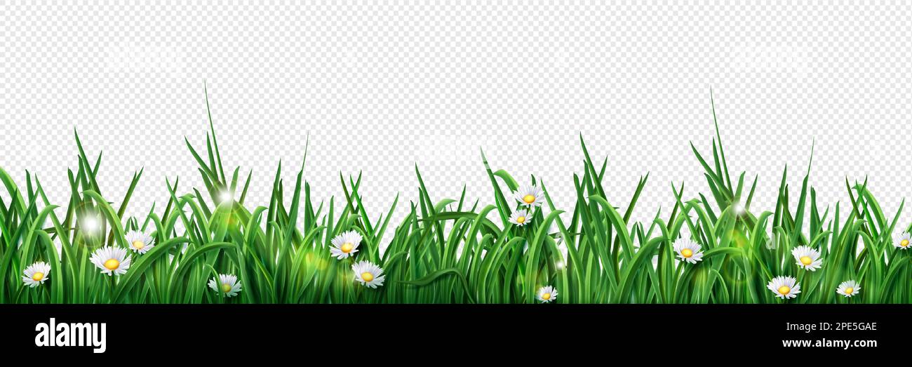 Isolated green grass lawn border with camomile flower, sun light vector ...