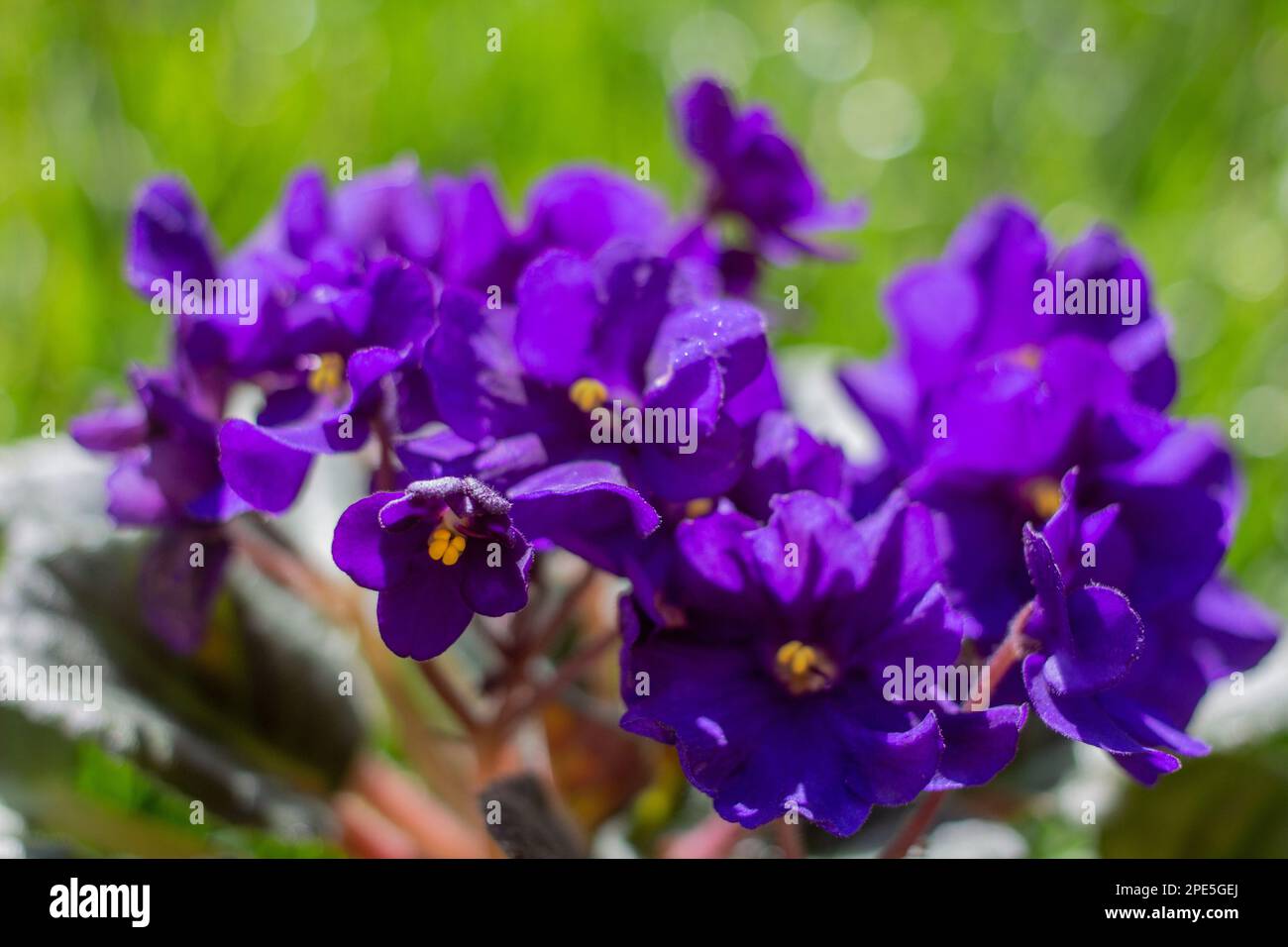 Beautiful purple african violet hi-res stock photography and images - Alamy