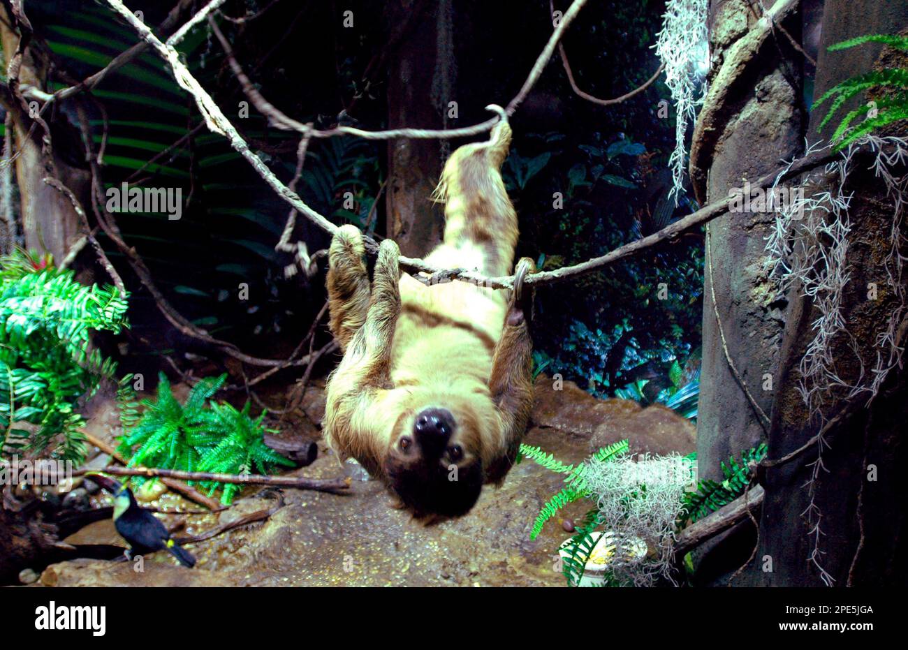 ** ADVANCE FOR MONDAY, MAY 23 ** Wookie, a two-clawed sloth, hangs ...