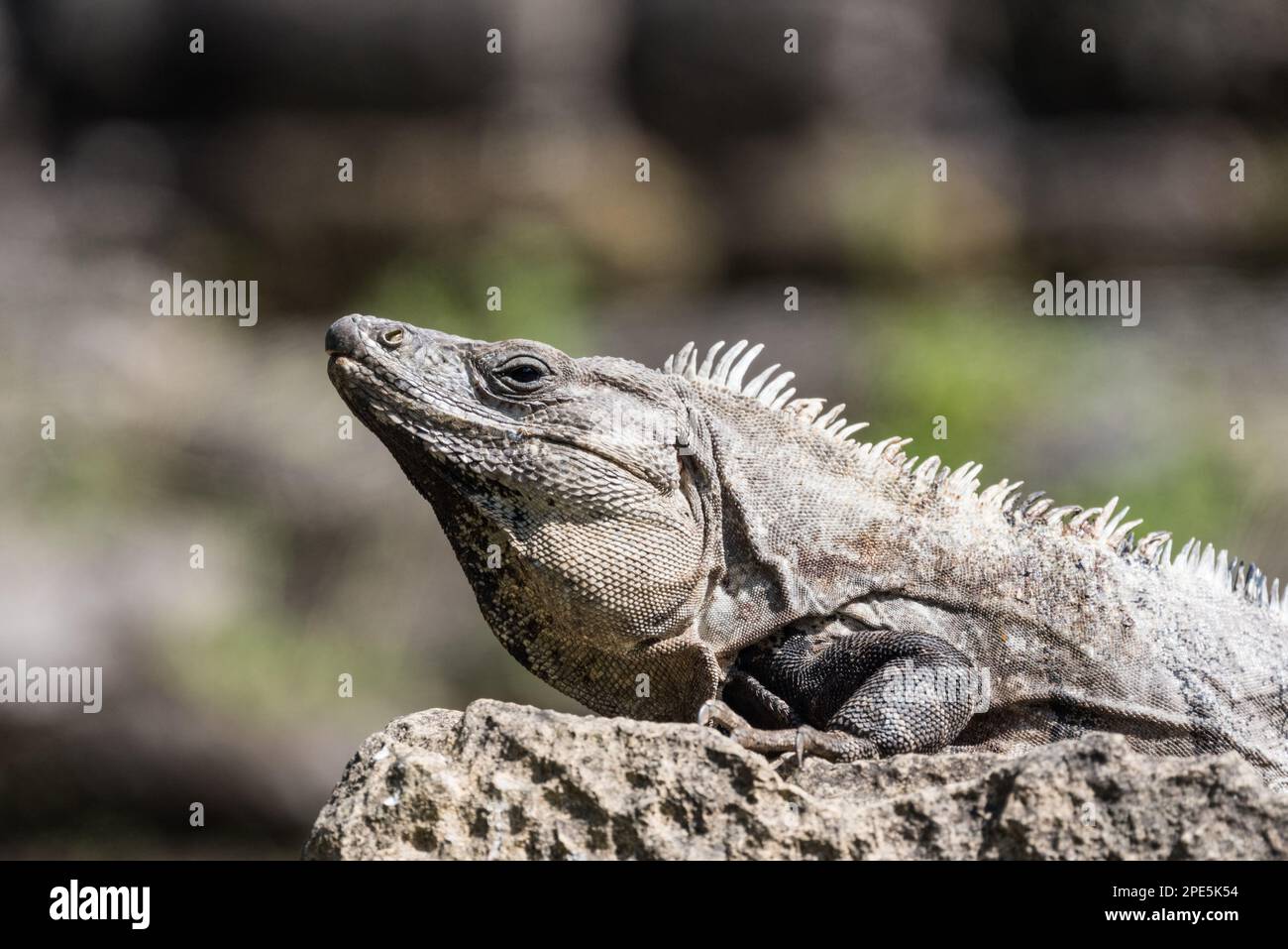 Black Iguana (Ctenosaurus similis) at Palenque, Mexico Stock Photo - Alamy