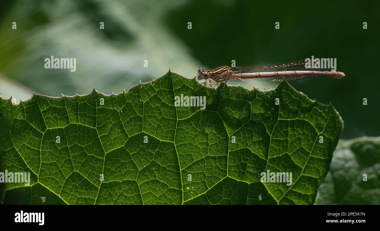 dragonfly on a green background. summer sunny day. close up Stock Photo ...