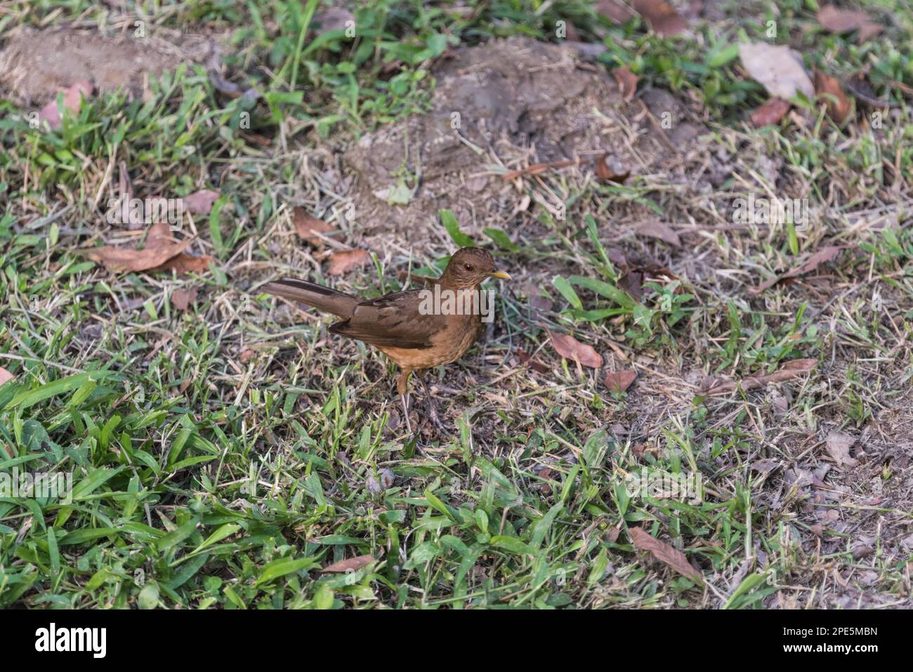 Standing Clay-coloured Thrush (Turdus grayi) at Guacanayas, Mexico ...