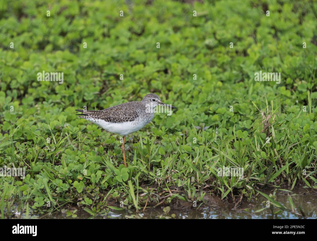 Foraging Lesser Yellowlegs (Tringa flavipes) in Usumacinta Marsh ...