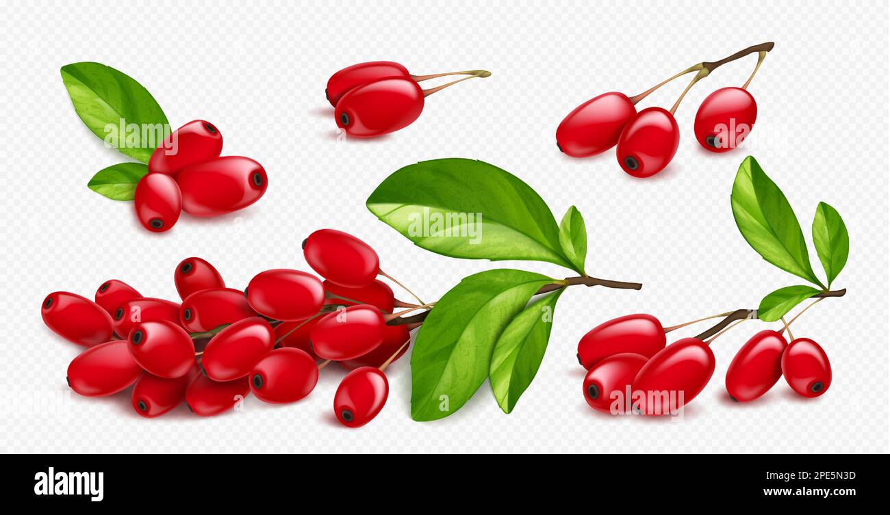 Barberry with fruits Stock Vector Images - Alamy