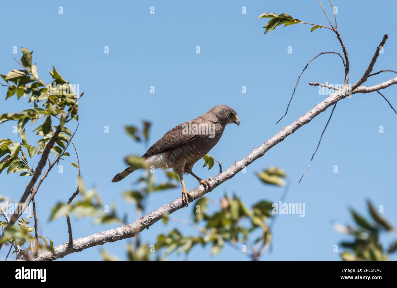 Busardo caminero hi-res stock photography and images - Alamy