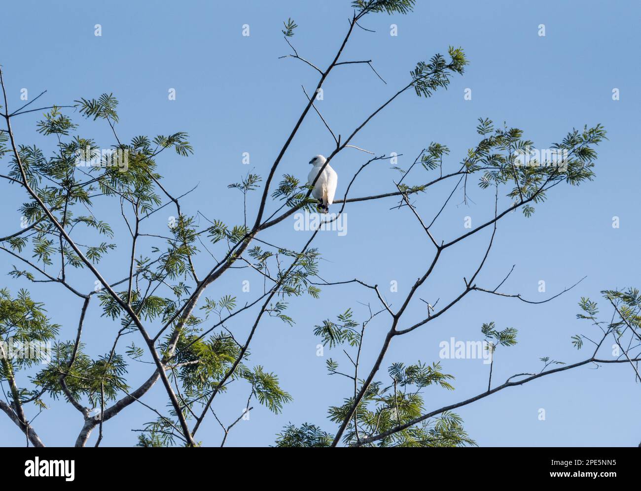 White hawk hi-res stock photography and images - Alamy