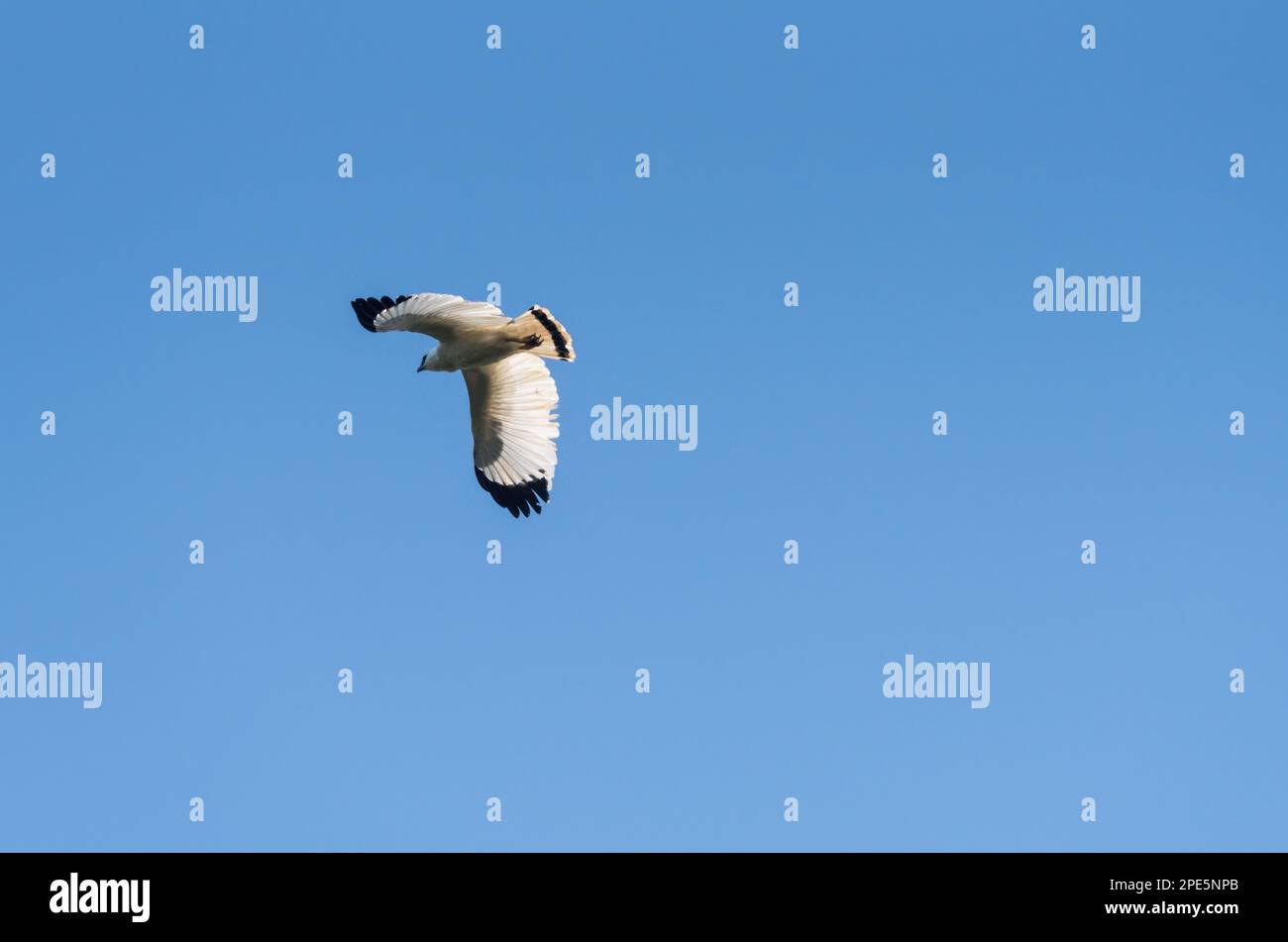 Flying White Hawk (Pseudastur albicollis) in Chiapas State, Mexico ...