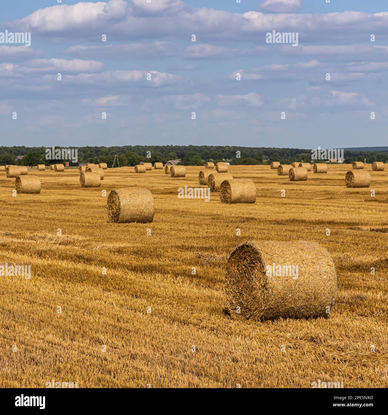 Stacks of straw - bales of hay, rolled into stacks left after ...