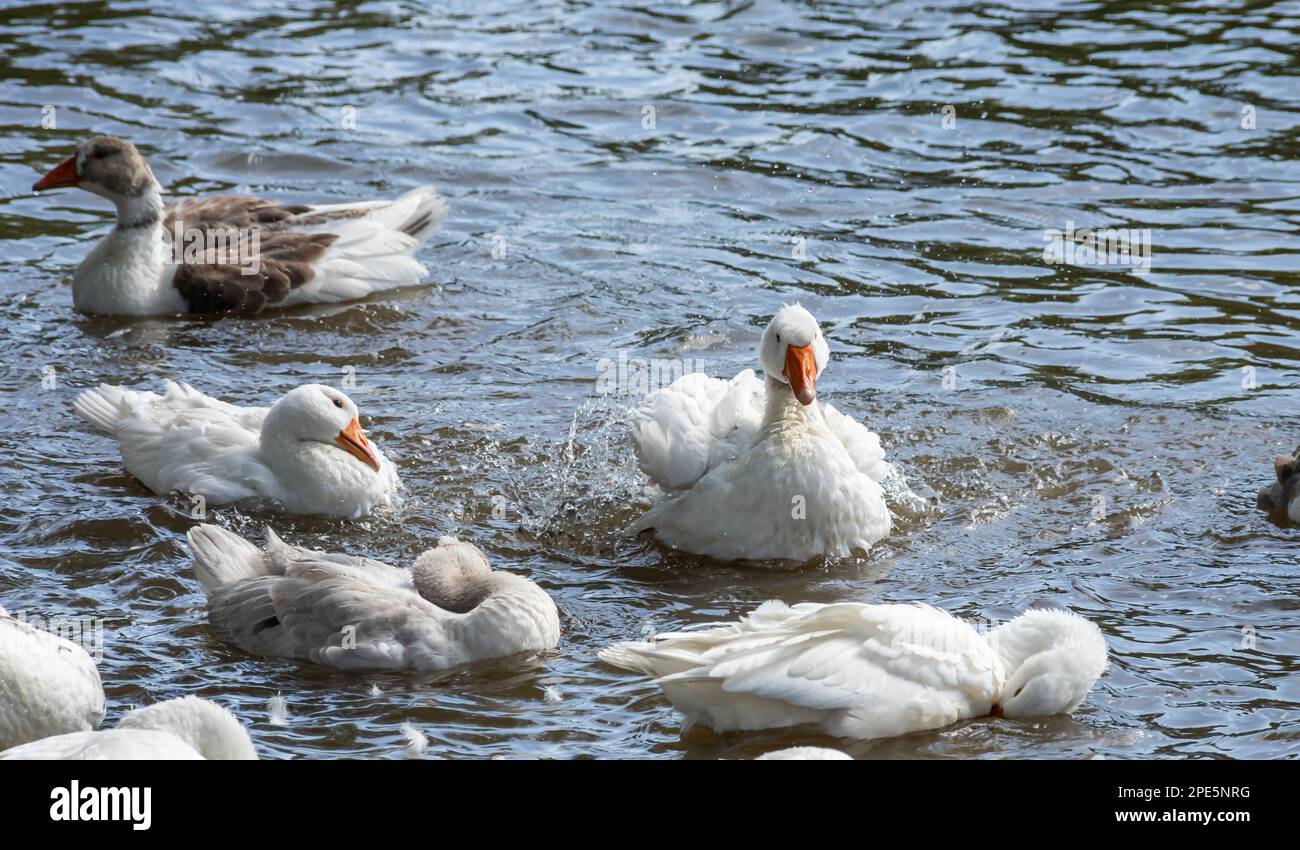 group of domestic white farm geese swim and splash water drops in dirty ...