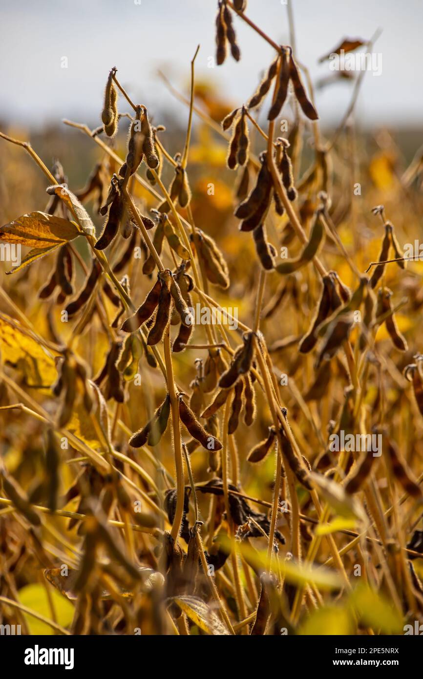 Ripe soybeans on the field ready to harvest Stock Photo - Alamy