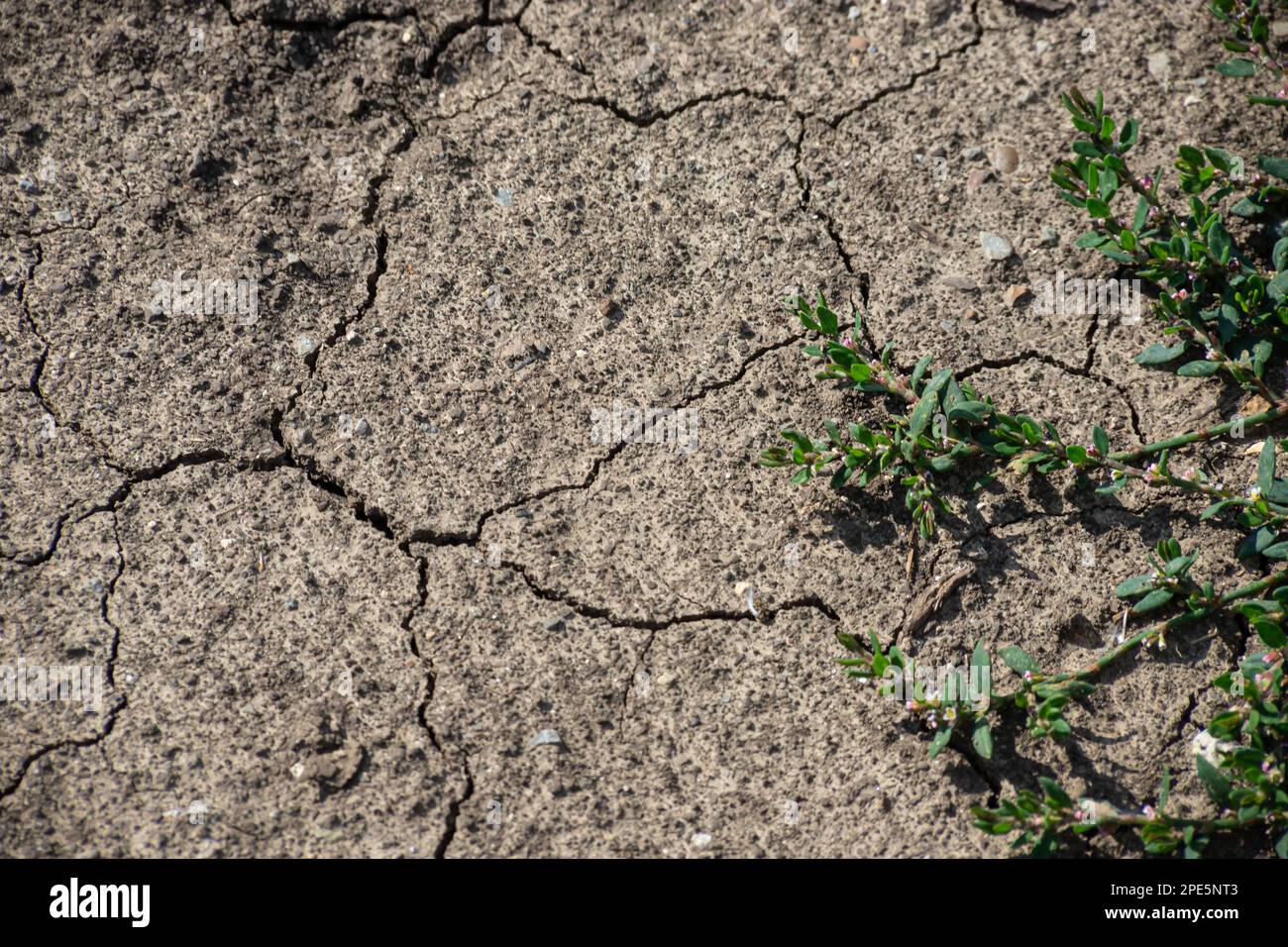 Cracked Earth and green grass. Dried Ground Texture Stock Photo - Alamy