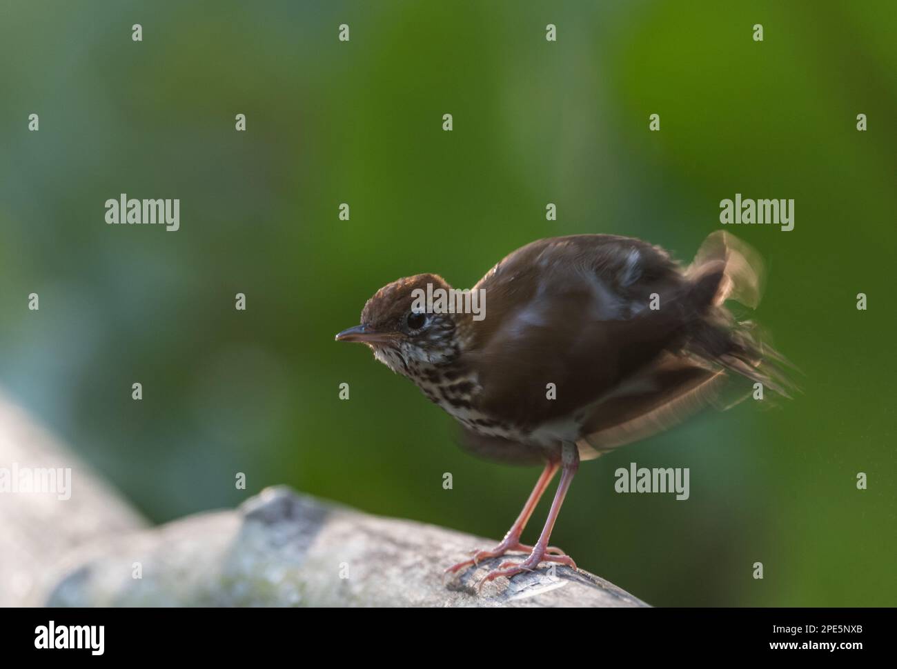Preening Wood Thrush (Hylocichla mustelina) on a fence at Las ...