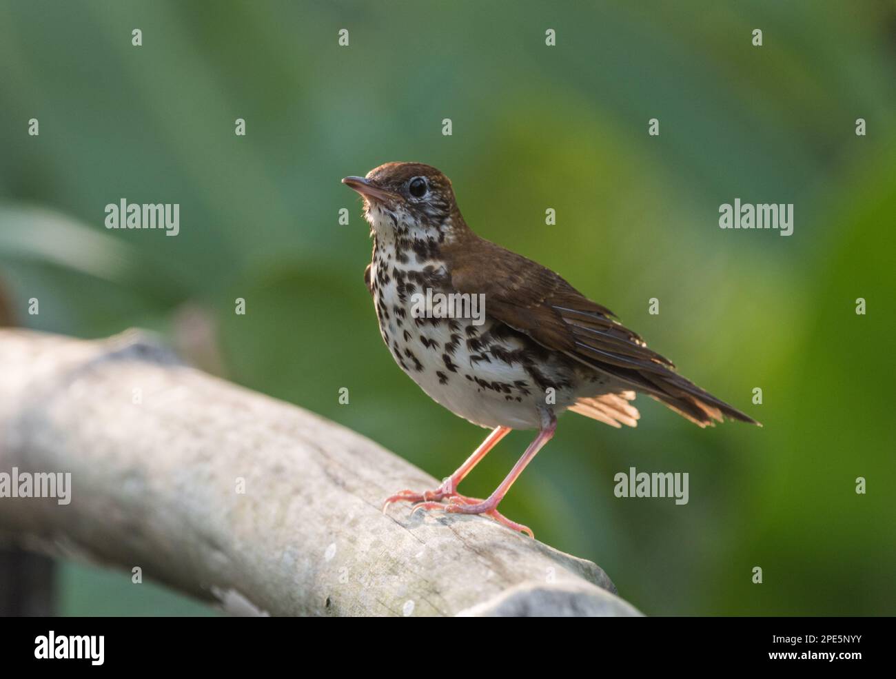 Wood Thrush (Hylocichla mustelina) on a fence at Las Guacamayas ...
