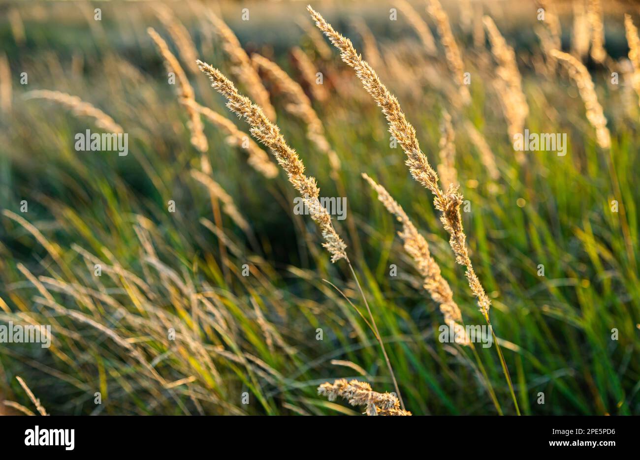 Brown grass flowers and Sun, brown grass flower field with nature brown ...