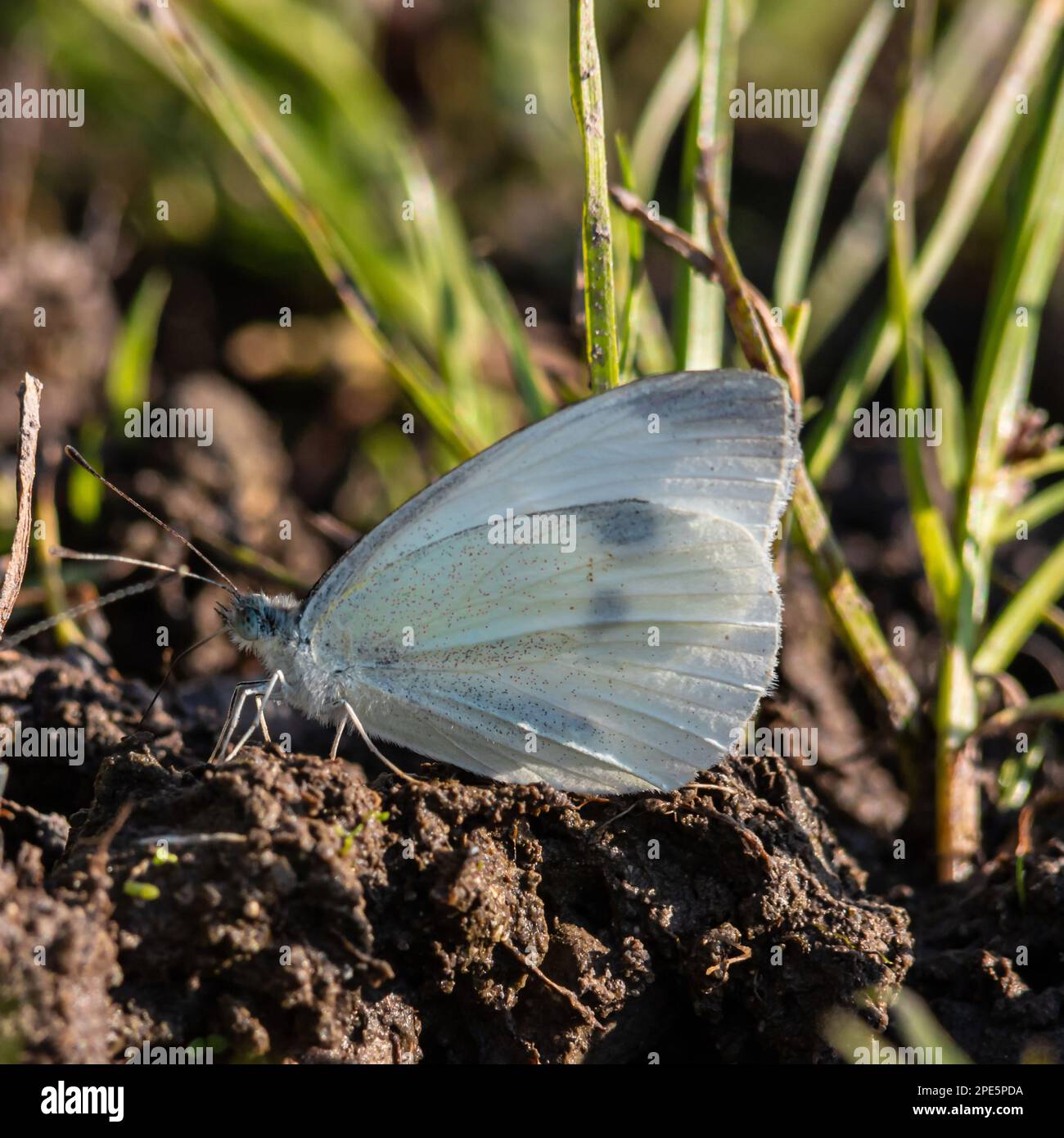 In hot summer day group of butterflies spends time by the river ...