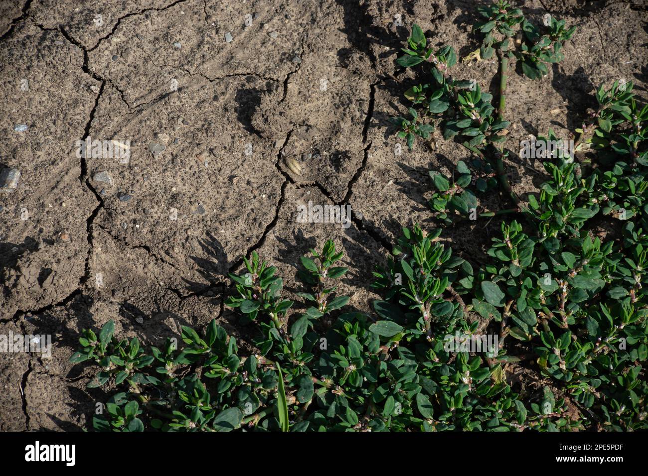 Cracked Earth and green grass. Dried Ground Texture Stock Photo - Alamy