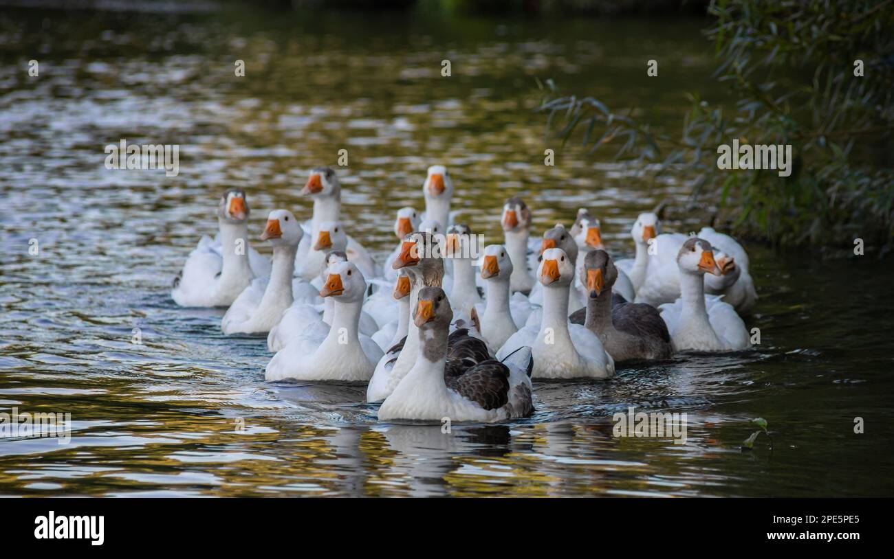 Domestic geese swim in the water. A flock of white beautiful geese in ...