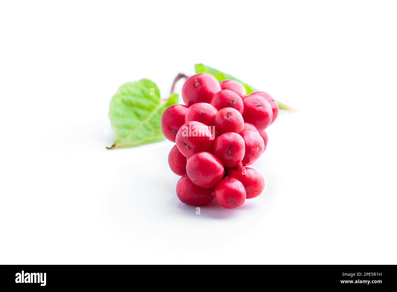 Schisandra chinensis medicinal herb fruit with leaf isolated on white ...