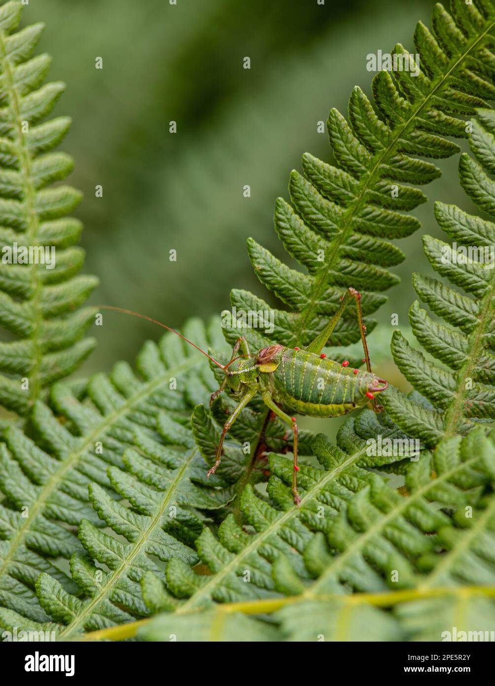 Steropleurus pseudolus Saddle Bush-cricket large grasshopper with no ...