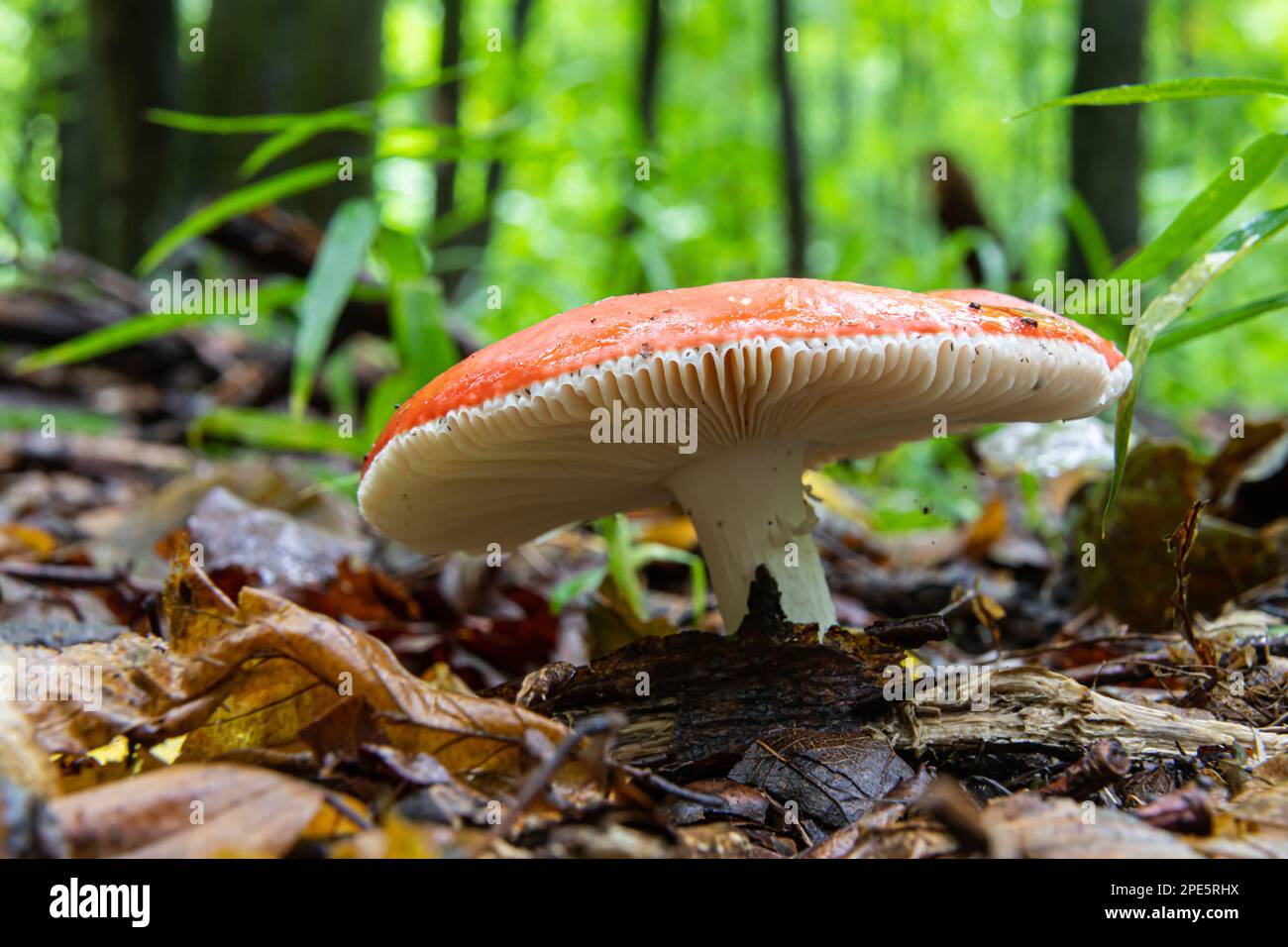 Russula xerampelina, also known as the crab brittlegill or the shrimp ...