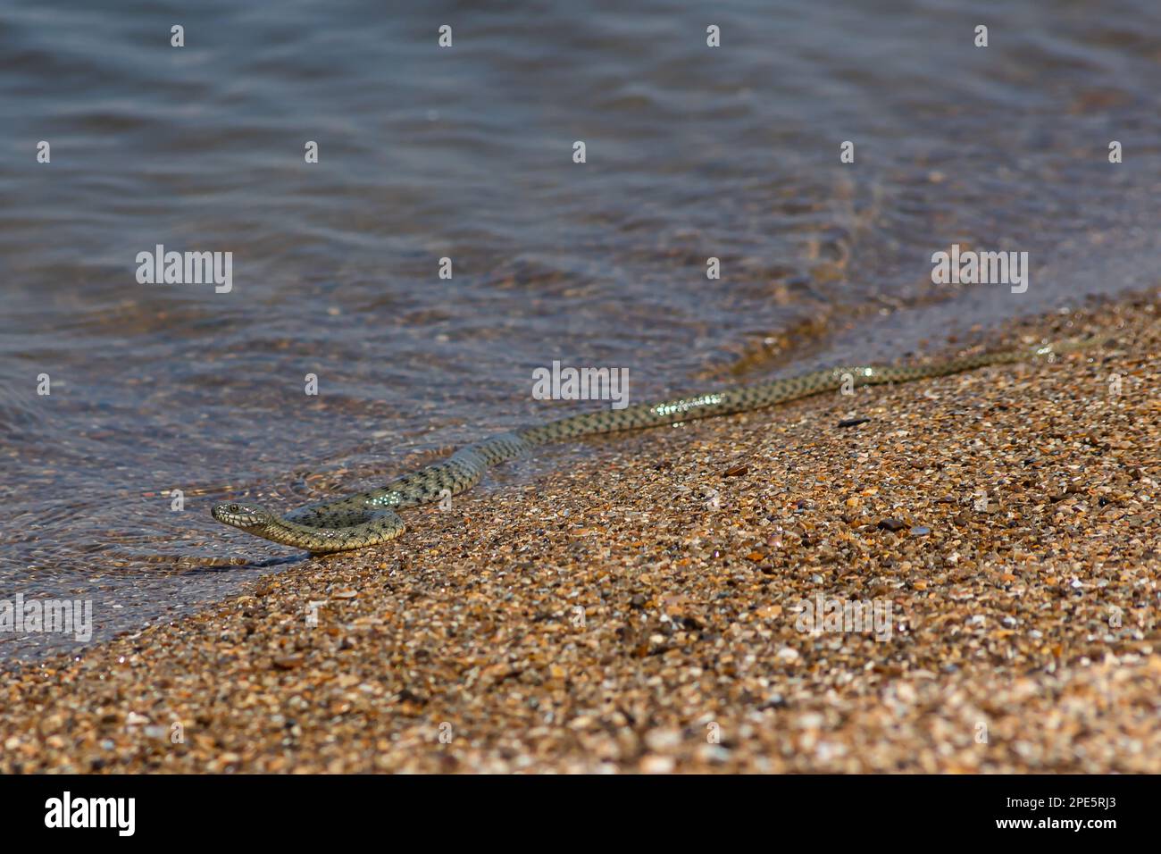 Natrix tessellata water snake on the beach Stock Photo - Alamy
